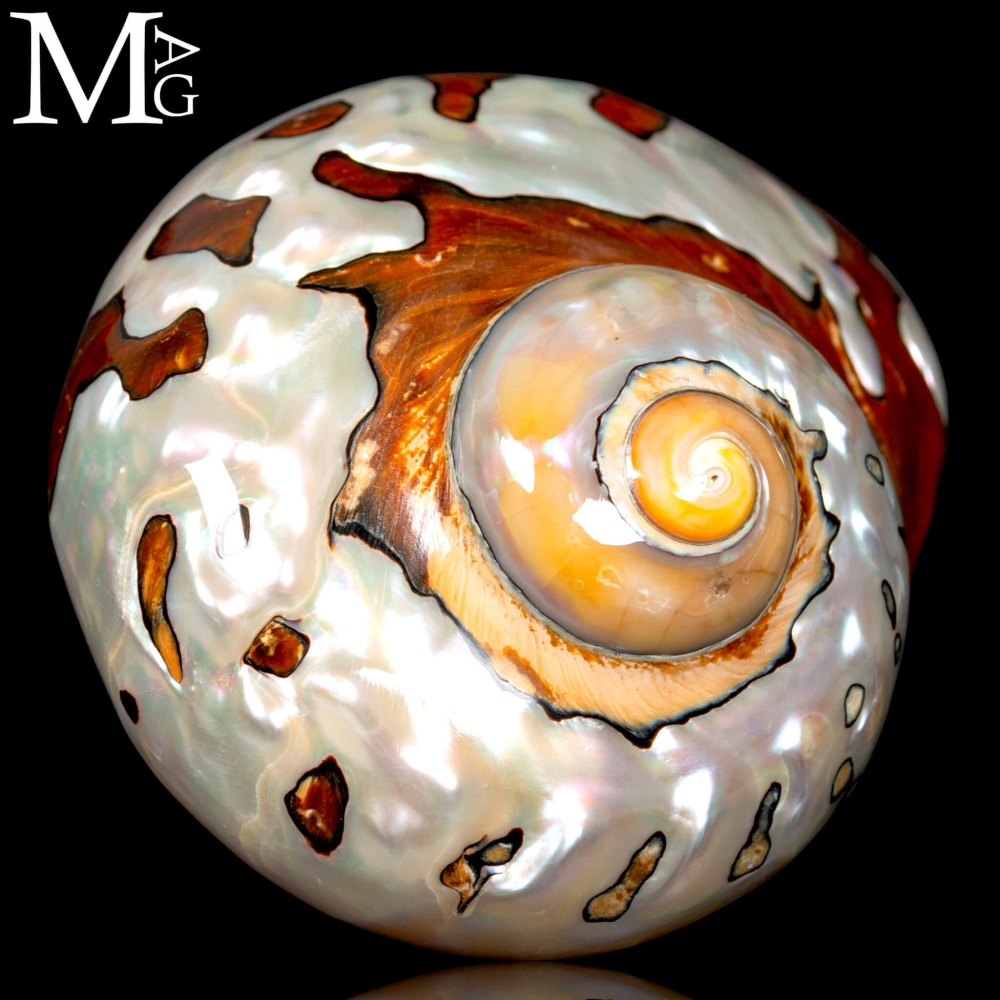 Turbo Sarmaticus – Madreperla